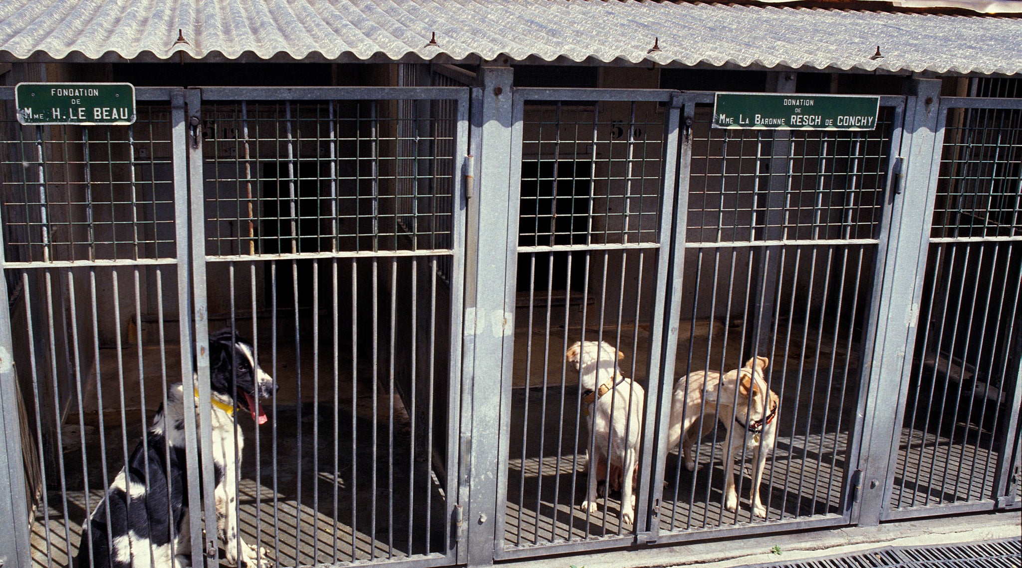 Supporting the RSPCA - Nozey's Commitment to Animal Welfare
